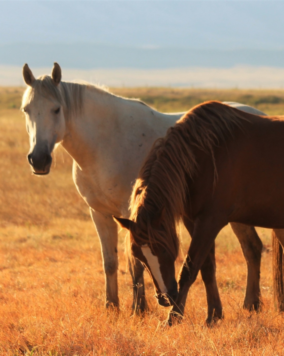 Homepage Deerwood Ranch in Laramie, WY